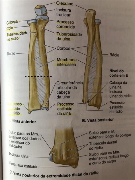 Processo Estilóide Da Ulna Retoedu