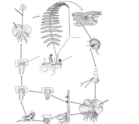 Diagram Of Biology 1020 Lab Quiz 2 Diagram 6 Quizlet
