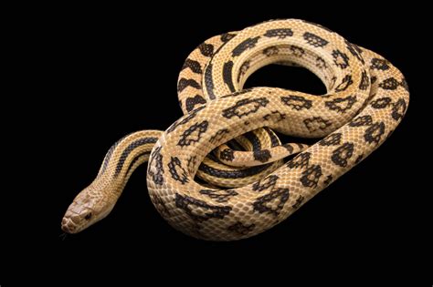 Ani097 00218 Joel Sartore
