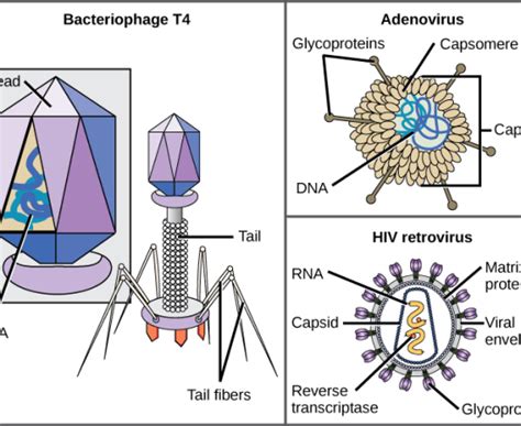 Difference Between Dna And Rna Viruses Definition Classes Biosynthesis Similarities