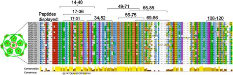Sequence Alignment Of L2 Aa 1 135 From Different Hpv Types Sequence Download Scientific