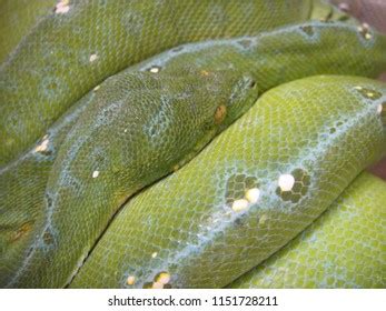 Blue Green Tree Python Royalty Free Images Stock Photos Pictures Shutterstock
