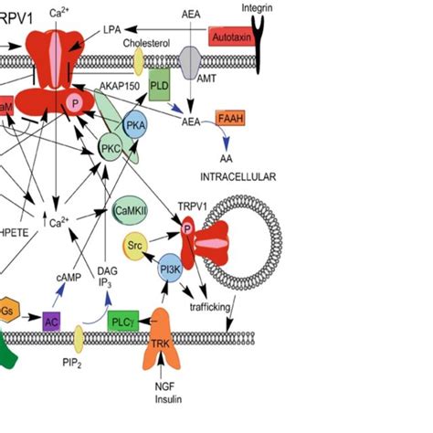 1 Examples Of Signaling Pathways Associated With Trpv1 Function And Download Scientific Diagram
