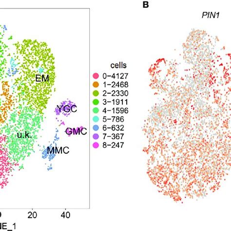 Identification Of Cell Types With Representative Marker Genes A Download Scientific Diagram