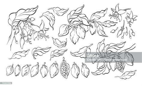 코코아 세트 벡터 요소입니다 식물 예술 손으로 그린 분리의 그룹 코코아에 대한 스톡 벡터 아트 및 기타 이미지 코코아 개체 그룹 개화기 Istock