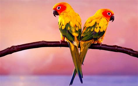 Most Beautiful Tropical Birds At Waldo Ross Blog