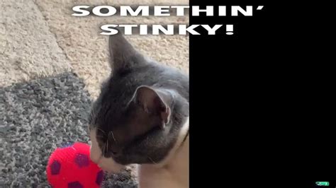 Findobject Returns Nothing Rcat