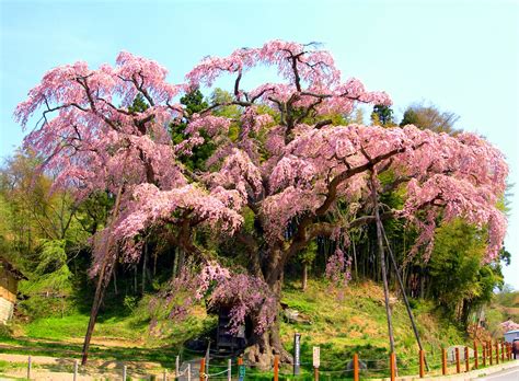 紅枝垂地蔵桜べにしだれじぞうざくら nakatamachi kankoukyoukai ページ