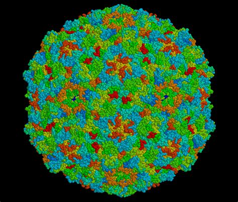 Senecavirus Struct