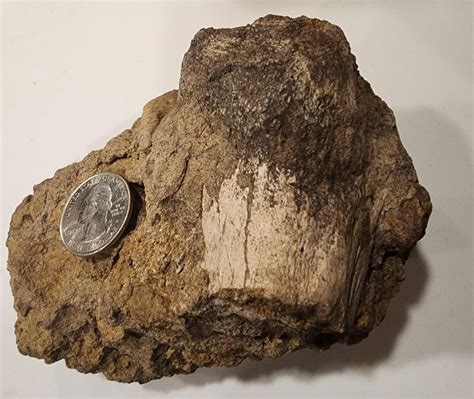 Unidentified Bone Fragment Morrison Formation Western Co R Fossilporn