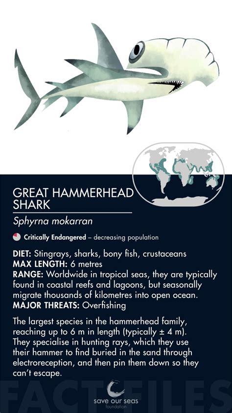 Great Hammerhead Shark Save Our Seas Foundation