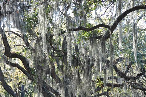Common Trees In Georgia