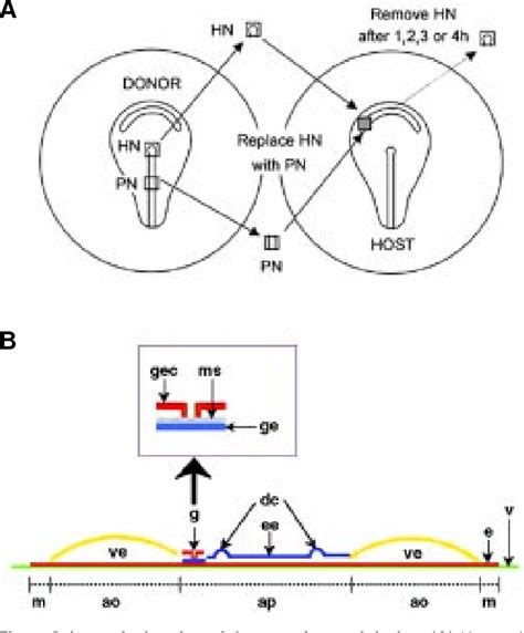 Figure 1 From The Neural Inductive Signal Is Transferred To Ectoblast