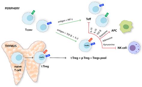 What Is The Function Of Regulatory T Cells At Lisa Hawke Blog
