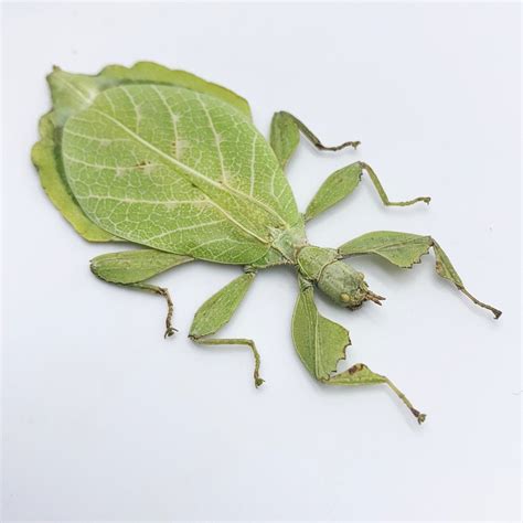 Rare Green Grays Leaf Insect Phyllium Jacobsoni F