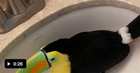 Purring Toucan 9gag