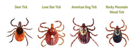Nugent Lyme Alert Deer And Deer Hunting