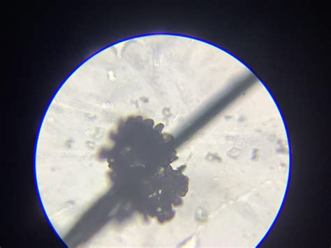 What Is This Thing Marine R Microscopy