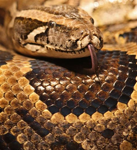 Python Bivittatus