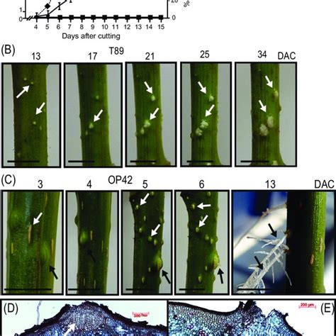 Adventitious Root Development In Woody Stem Cuttings Under Hydroponic Download Scientific