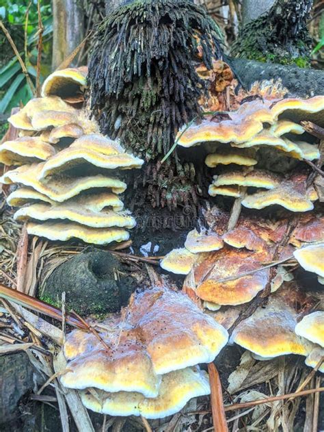 The Image Shows Several Clusters Of Shelf Fungi The Fungi Have A