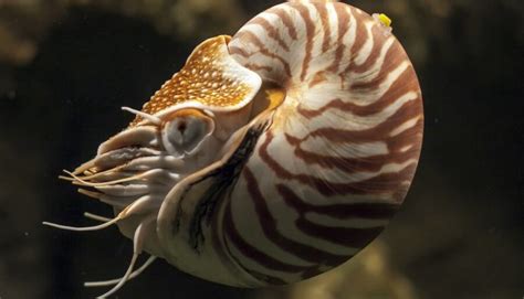 The Peculiar Nautilus Critter Science