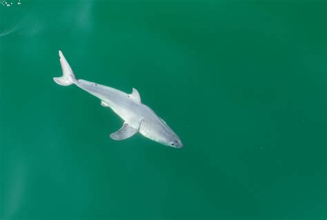 Worlds Biggest Great White Shark Ever Caught