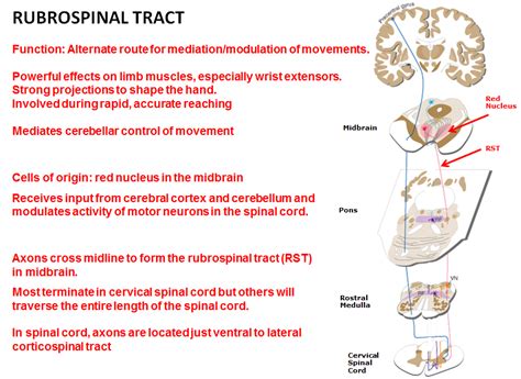 Rubrospinal Tract