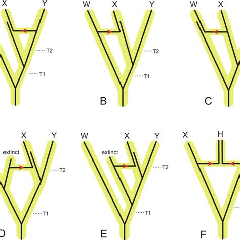 Examples Of The Effects Of Introgressionhybridization On Divergence Download Scientific