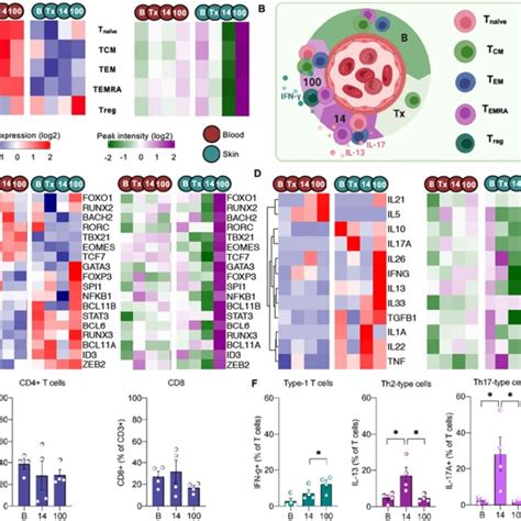 transcriptional and chromatin landscape dynamics of lineage specific