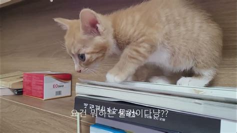 아기고양이와 첫만남 Youtube