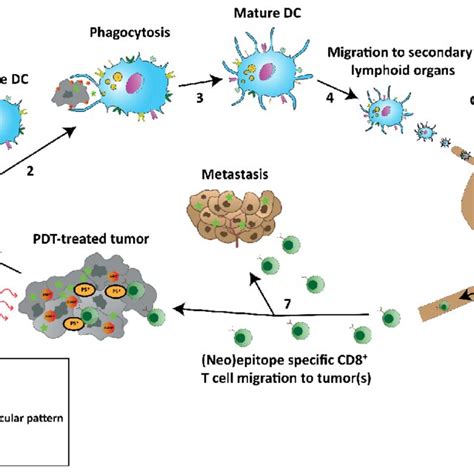 Tumor Specific Immune Responses Induced By Pdt Schematic Download Scientific Diagram