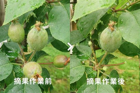 りんごが収穫できるまで 青森りんご公式サイト一社青森県りんご対策協議会