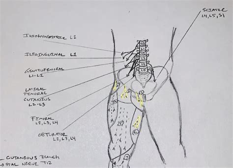 12 Truths About Sports Hernias Your Doctor Didnt Tell You Performance Place Sports Care