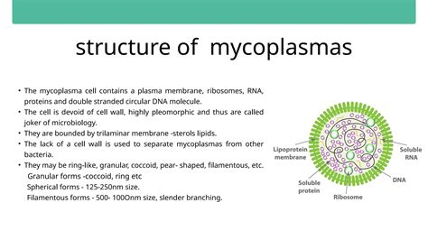 Introduction And Explanation Mycoplasmapptx