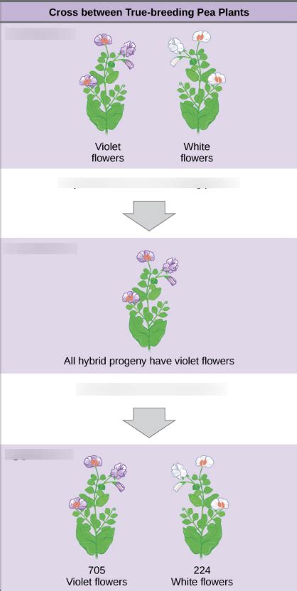Biology Chapter 12 Genetics Diagram Quizlet