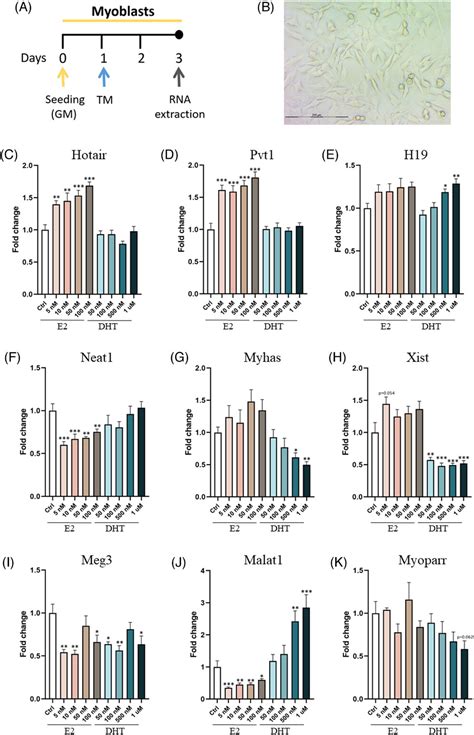 Sex Differences On Constitutive Long Non‐coding Rna Expression Modulatory Effect Of Estradiol