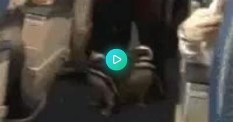 Escape Attempt Failed Album On Imgur