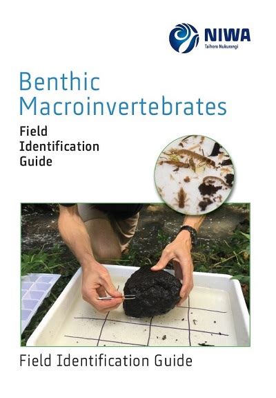 Benthicmacroinvertebratesfieldidguide Earth Sciences New Zealand Niwa