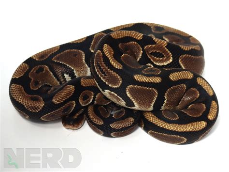 Genex Ball Python Traits Morphpedia