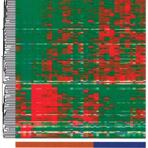 Hierarchical Clustering Of 25 Tumors In Duplicate Included In The