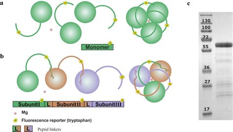 Schematic Representation Of The Covalent Trimer Concept A Schematic