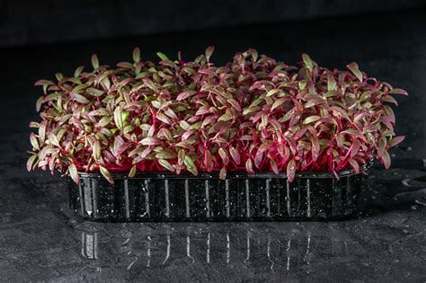 플라스틱 트레이의 마이크로 그린 검은 슬레이트 테이블에 다른 마이크로 그린 플랫 누워 대마 생분해 성 매트에 마이크로 그린을 돋아 집에서 씨앗의 발아 비건 채식과 건강 식품