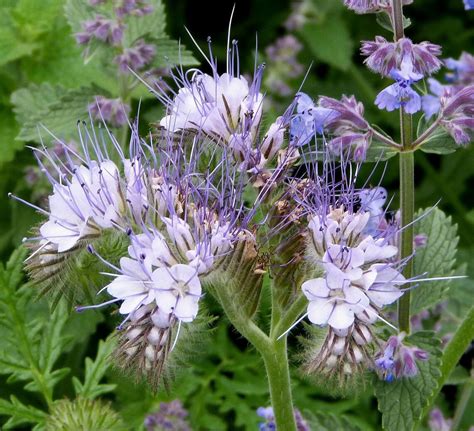 Phacelia Tanacetifolia Lacy Phacelia Seed Only 75 Cents Etsy