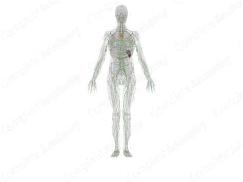 Lymphoid System Complete Anatomy