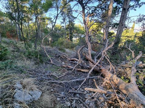 Slobodna Dalmacija Na Marjanu Palo Stablo Na Stazu Danima Ga Nitko Nije Uklonio Tek Tu