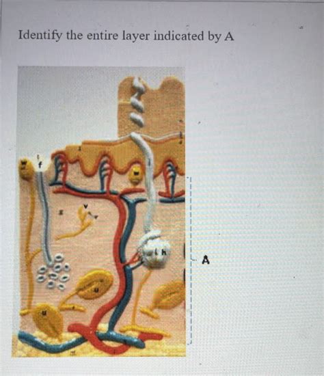 Solved Identify The Entire Layer Indicated By A