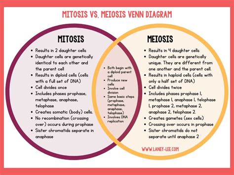 Comparing Meiosis 1 And Meiosis 2 A Venn Diagram