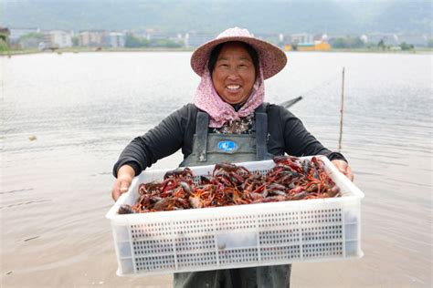 流传千年的稻田养鱼为何又在温州流行起来 新闻中心 温州网