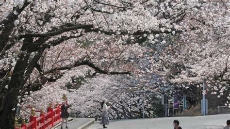 辯天宗冥應寺の桜 ぴあエンタメ情報